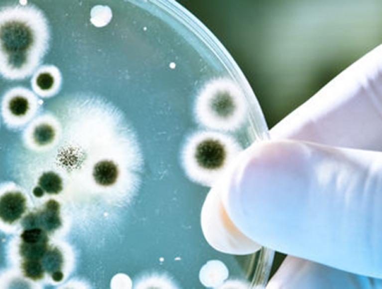 Colistine resistente bacteriën | Kennisplatform Veehouderij en humane ...