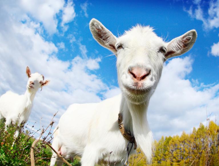 Q-Koorts | Kennisplatform Veehouderij en humane gezondheid